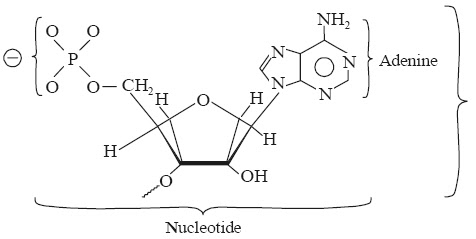 Nucleosides (Nucleic Acids)