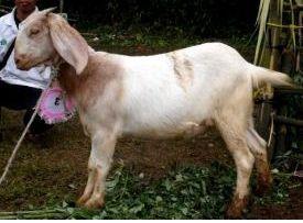 Kambing dan Domba: Jenis Kambing Indonesia