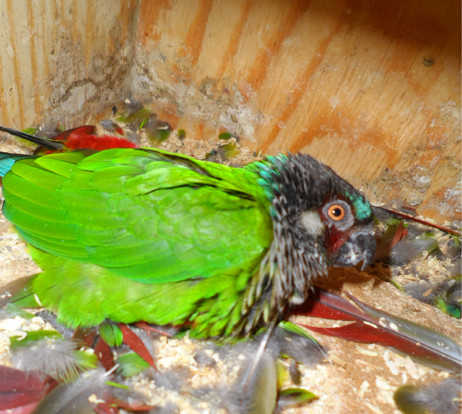 Pyrrhuras Brasil: Reprodução