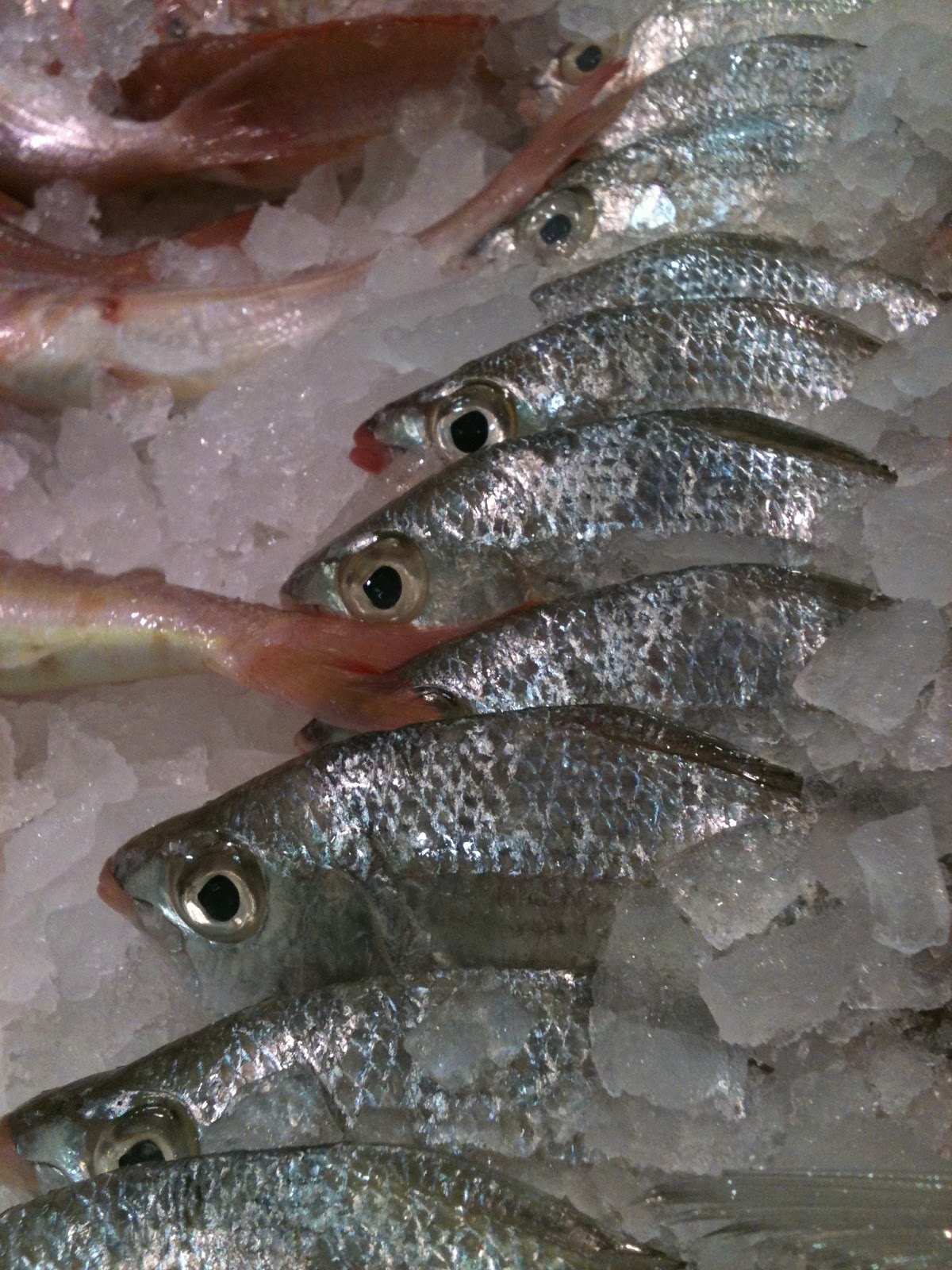 Hammour, Mon Amour: Fish (en)Counters in Abu Dhabi - Aesthetic Dalliances