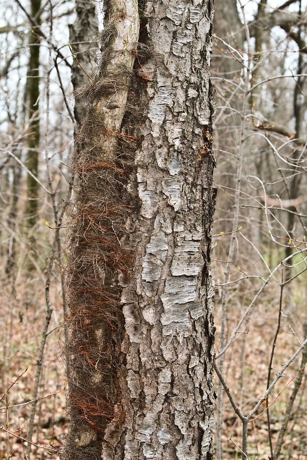 Indiana Plant A Day: Poison Ivy