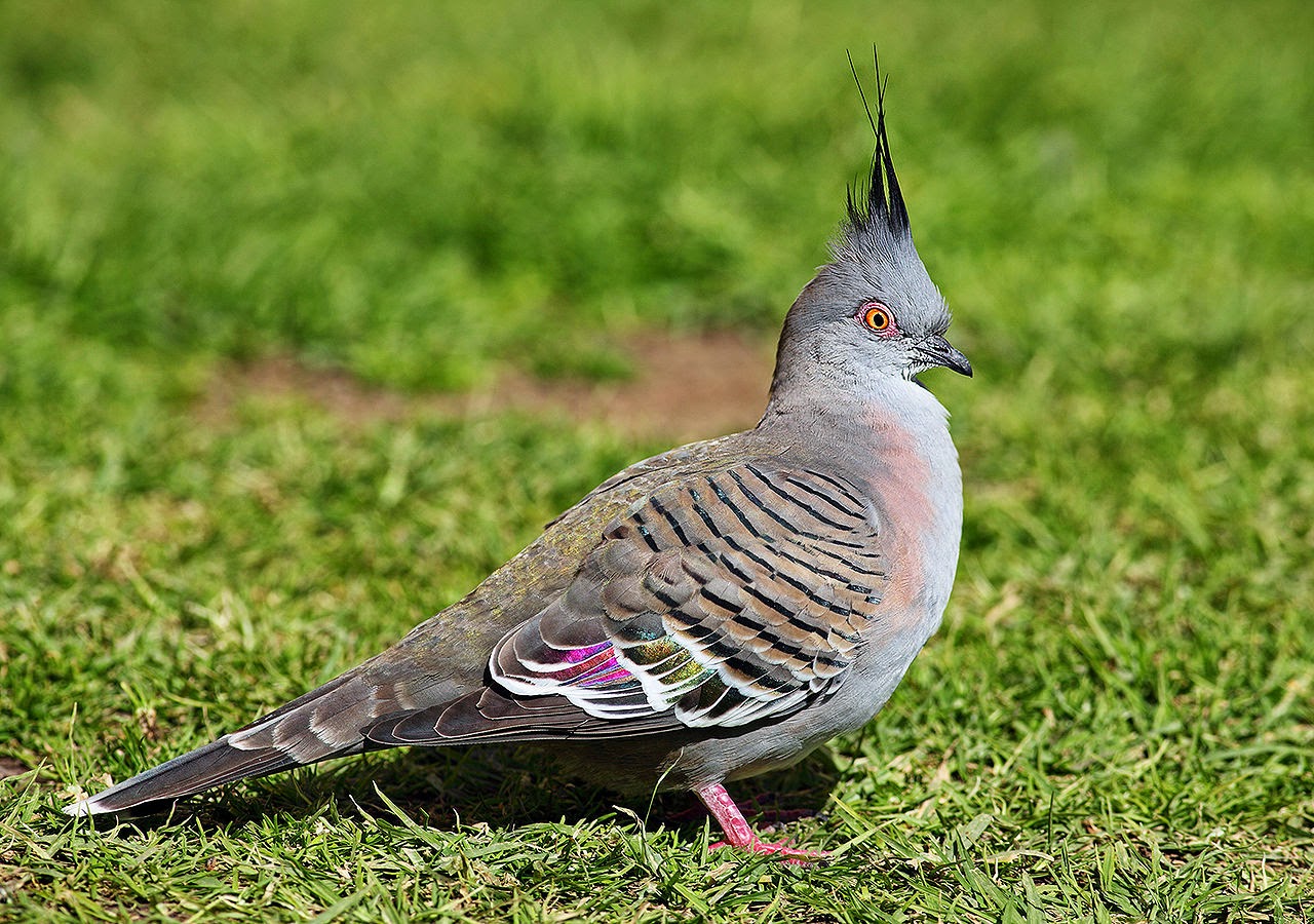World of Pigeons and Doves: Crested Pigeon (Ocyphaps lophotes)