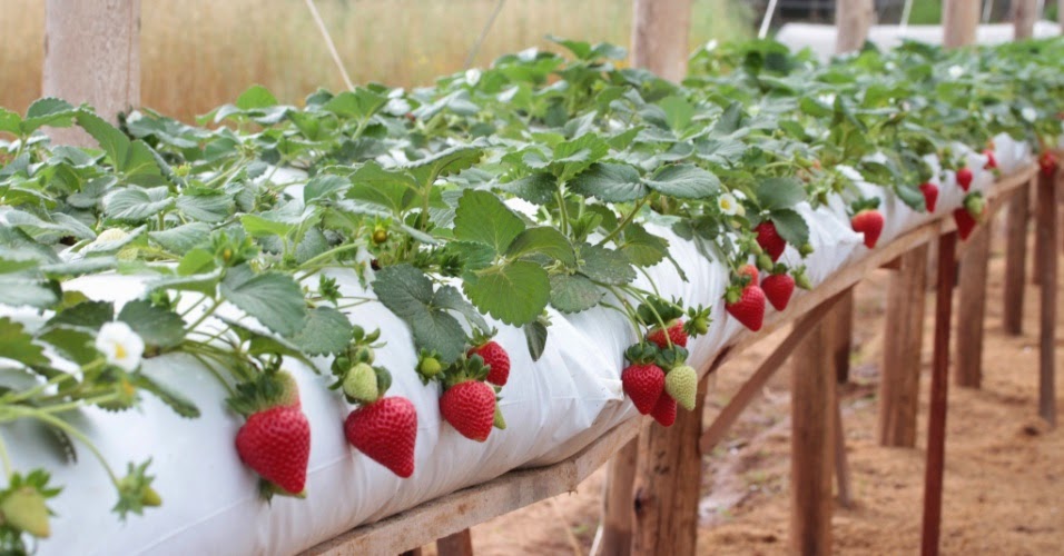 Embrapa Clima Temperado pesquisa cultivo de morangos suspensos