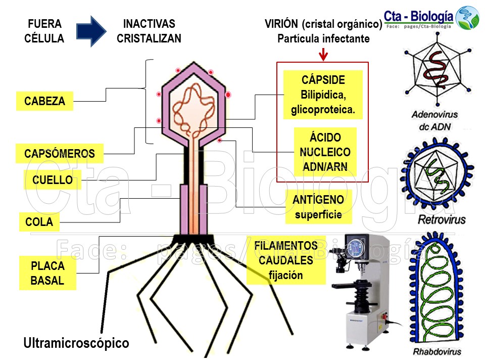 Biología didáctica: NSC 5° BIO - Los Virus