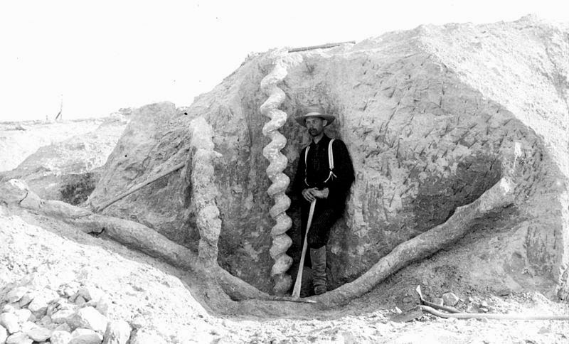 History of the Earth: December 10. Eocene mammals