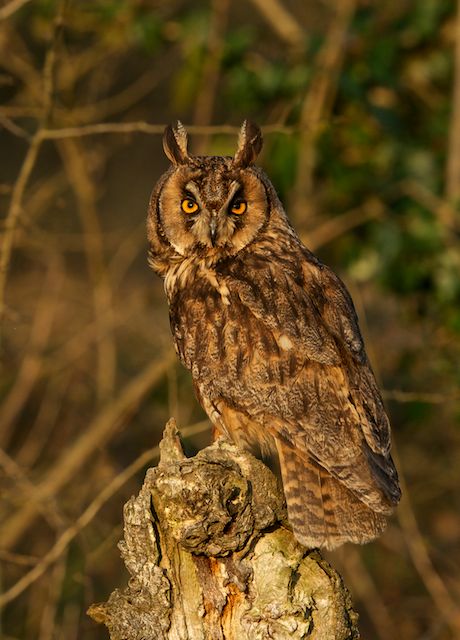 British Wildlife Centre ~ Keeper's Blog: Owl Photography Evening