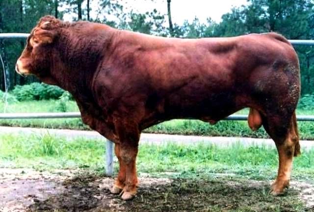 GAMBAR TERNAK SAPI LIMOUSINE / SAPI LIMOSIN 12 | GAMBAR TERNAK SAPI