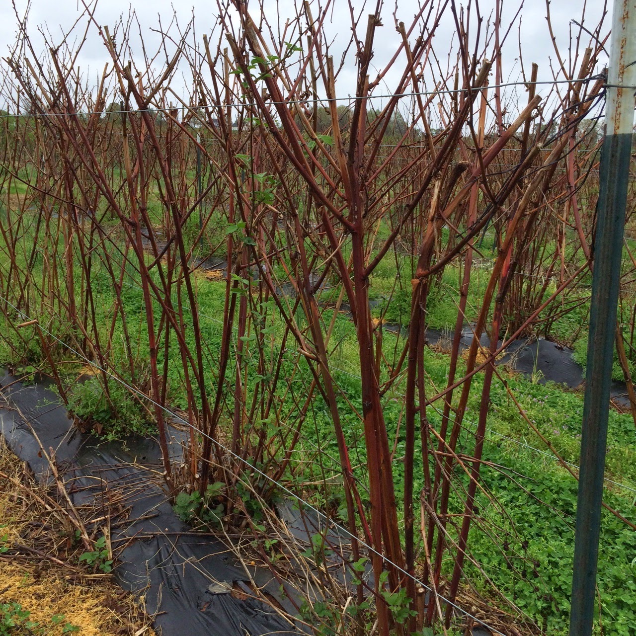 Team Rubus: Cane damage to blackberries in some locations