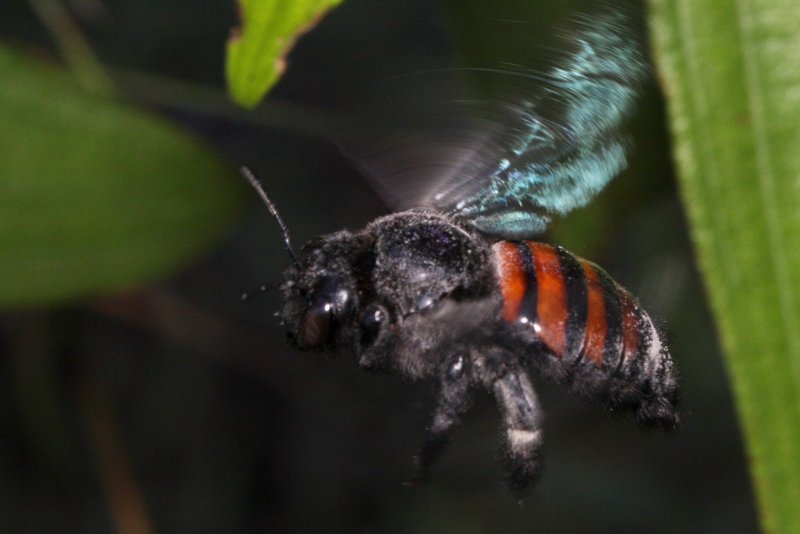 Meliponario Abelhas Dourada: Abelhas Mamangava