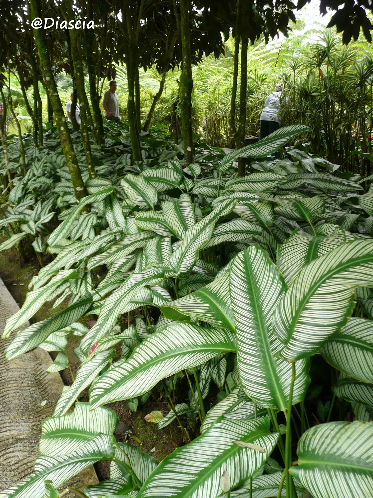 Le jardin de Diascia: LA MARTINIQUE - VEGETATION LUXURIANTE