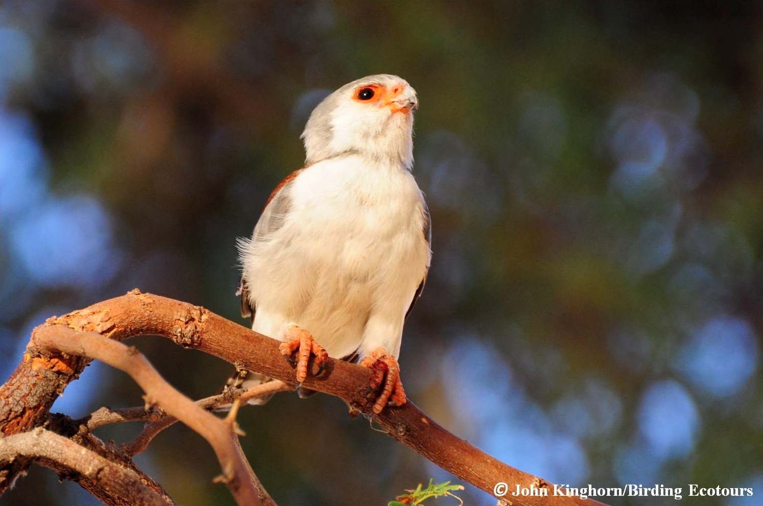 John Kinghorn's Birding Big Year: Recent Photographs