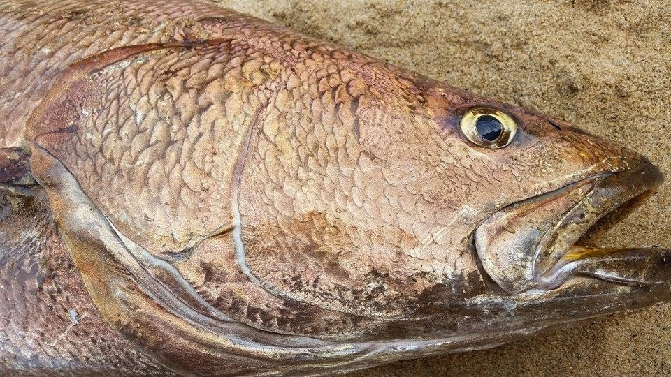 Pescar em Angola: Primeiro Peixe Pungo de 2015