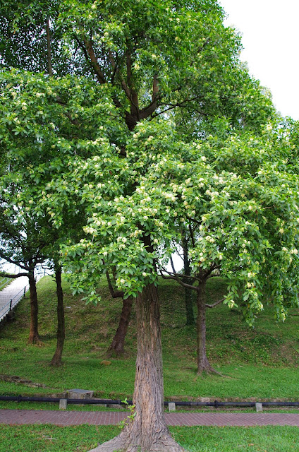 Trees and Plants: Tembusu