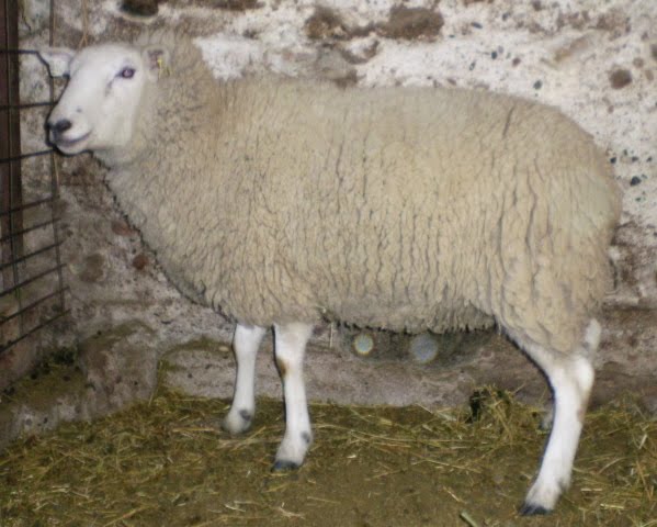RAMSAY FARMS: Shetland Mule and Shetland-Cheviot ewes