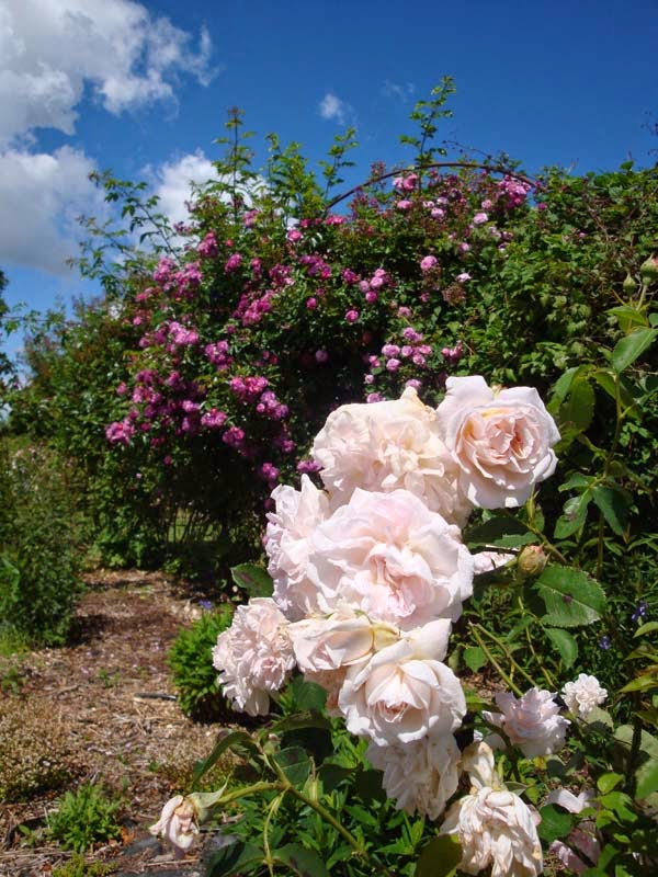 L'age bleu: Rosenblütenfest