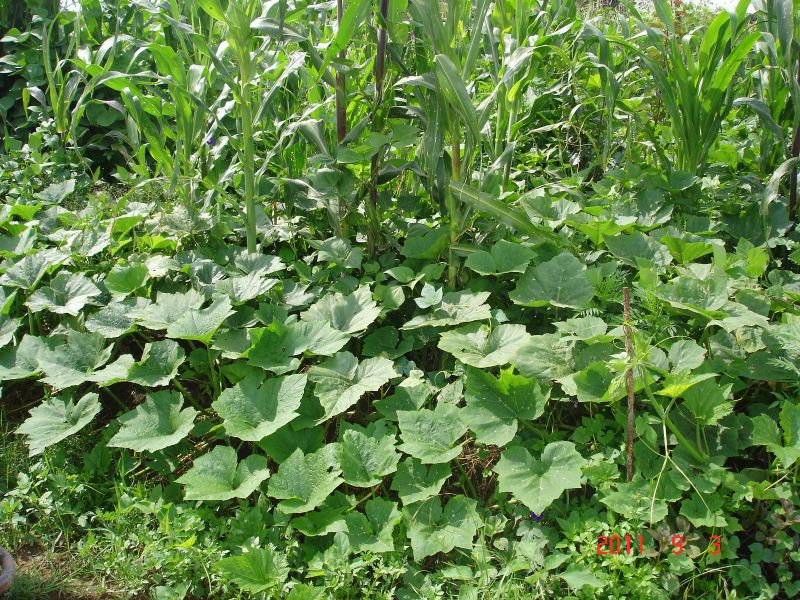 El cuexcomate: ¡A comer sano y nutritivo!