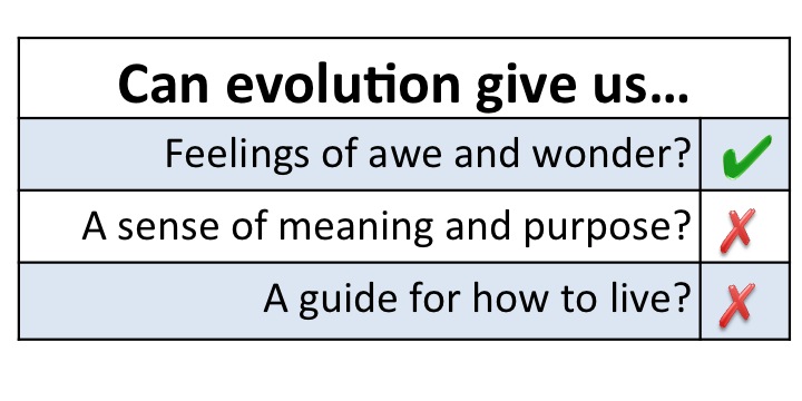 PLEKTIX: Can we find meaning in evolution?
