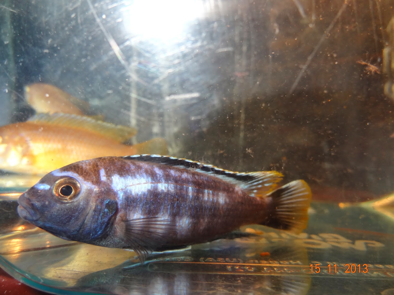 CICLIDOS AFRICANOS CARACAS - VENEZUELA: CICLIDOS MELANOCHROMIS JOHANNI