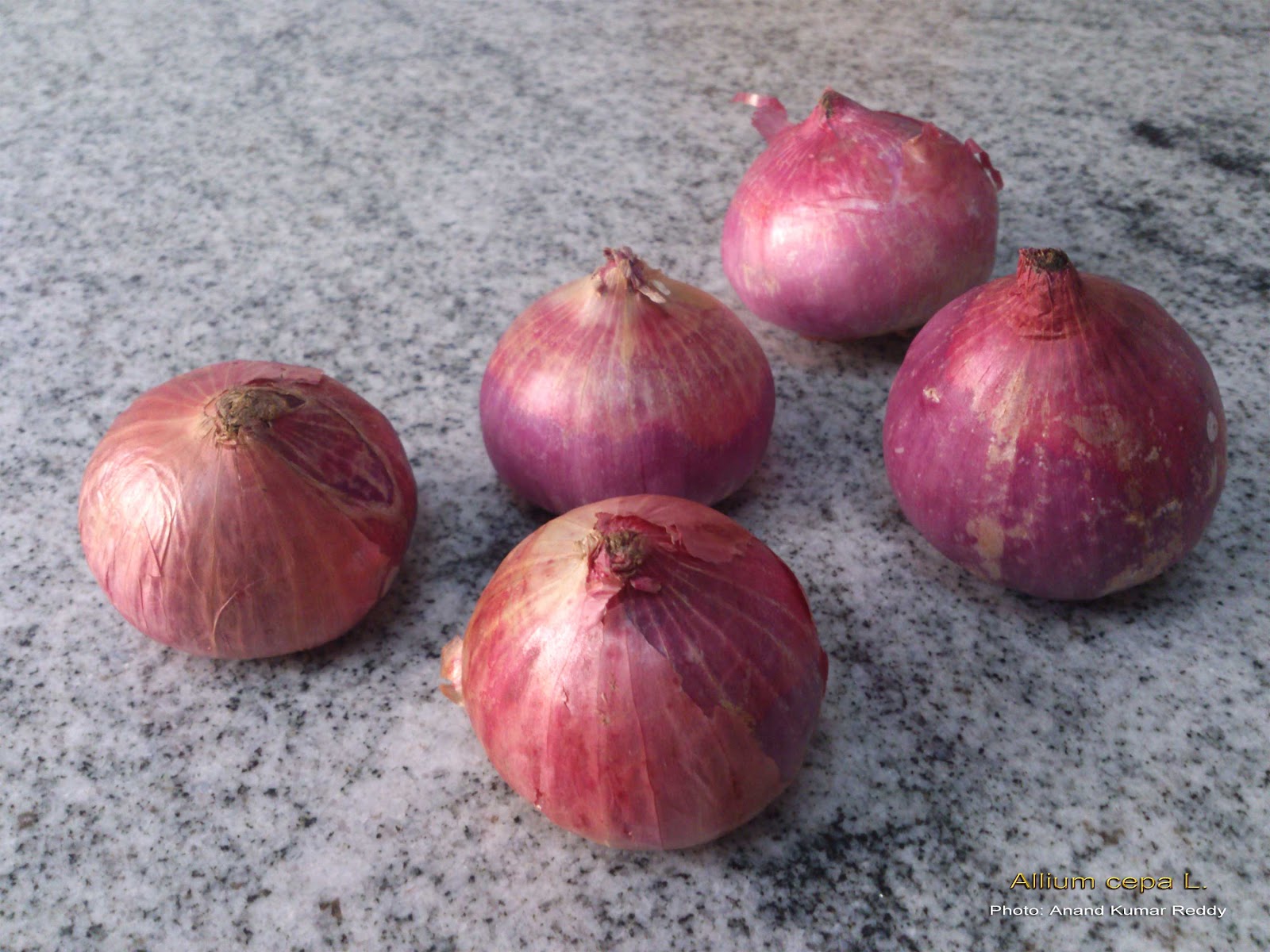 Medicinal Plants: Allium cepa Onion