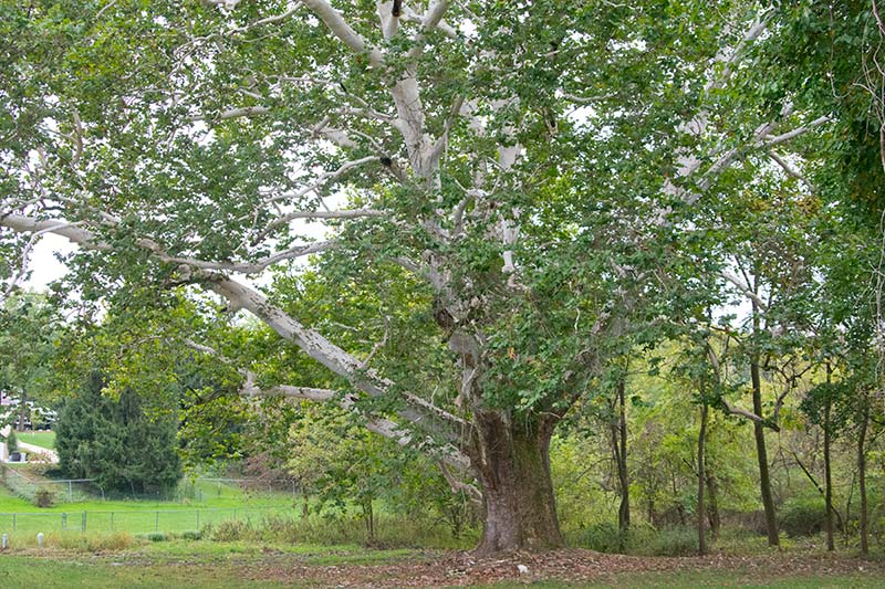 Walter Pall Bonsai Adventures: The old Sycamore in Lingelstown