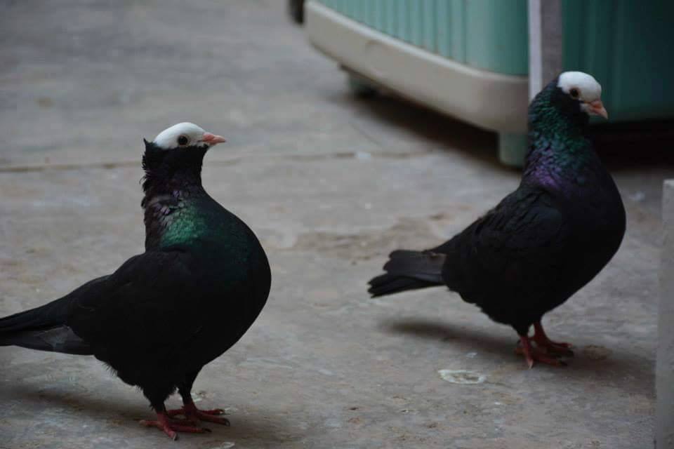 World of Pigeons and Doves: Mookee Pigeon