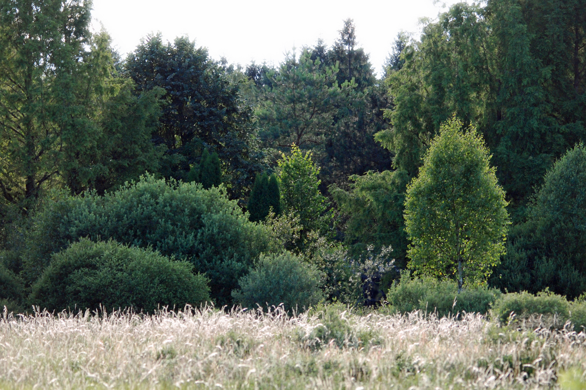Looking around: Büsche und Bäume