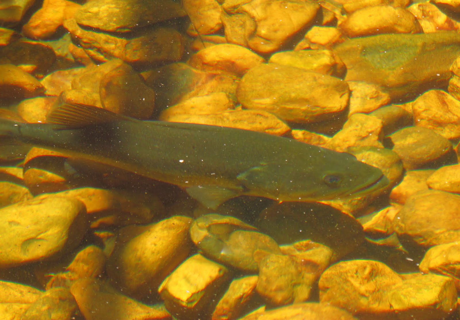 Adventures of a Vagabond Volunteer: A Trip to Shangri La