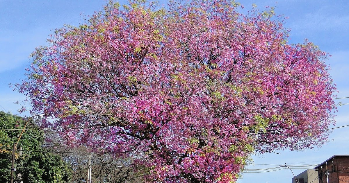 Curiosidades Vegetais: O ipê-roxo-de-sete-folhas