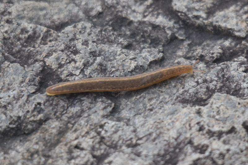 Singapore Wild Animals: Molluscs