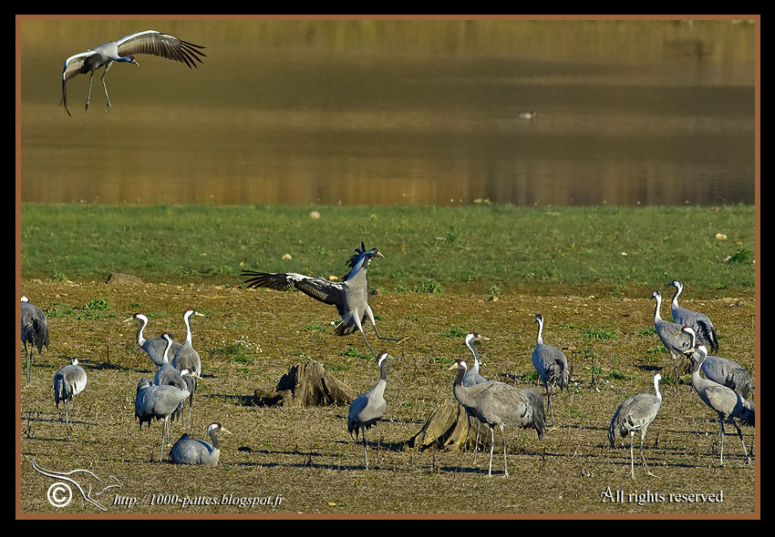 WILDLIFE GATEWAY: Dans le Magnoac