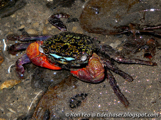 tHE tiDE cHAsER: Sesarmid Crabs (Phylum Arthropoda: Family Sesarmidae ...