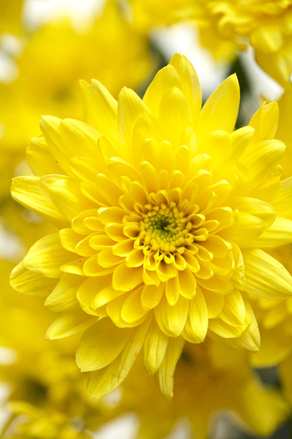 Teh Bunga Kekwa - masam manis