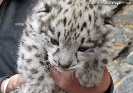 White Wolf : First Ever Videos of Snow Leopard Mother and Cubs in Dens ...