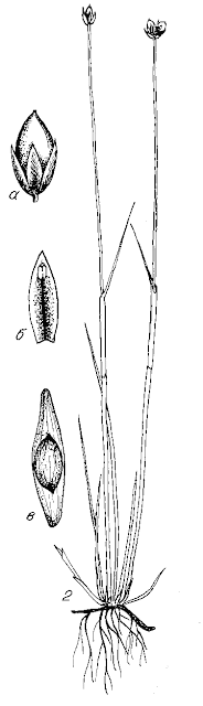 Всё о бегониях и не только...: Ситник стигийский / Ситник грязноводный ...