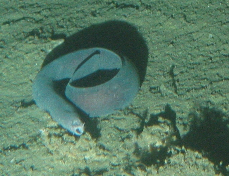 Artes de Pesca: VAMOS A PESCAR PEZ BRUJA (MYXINOS)