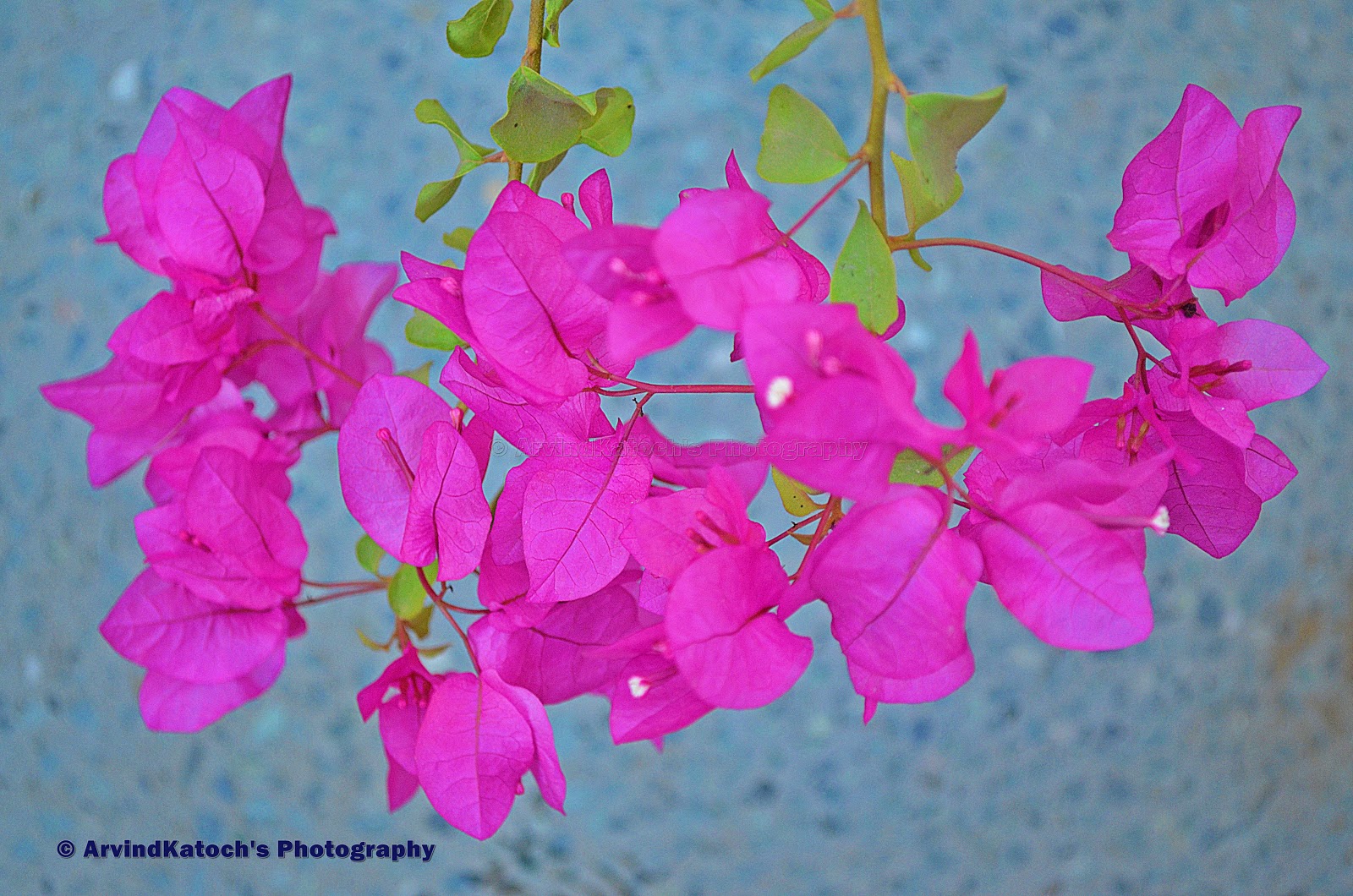 What You Say Beautiful Pink Leaves or Beautiful Pink Flowers