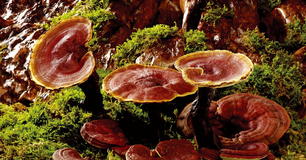 Educar desde la familia: El hongo reishi