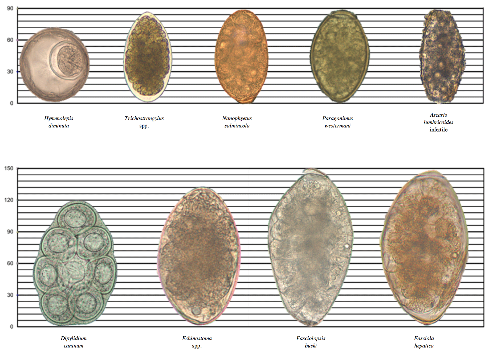 All about Medicine: Relative Sizes of Helminth Eggs