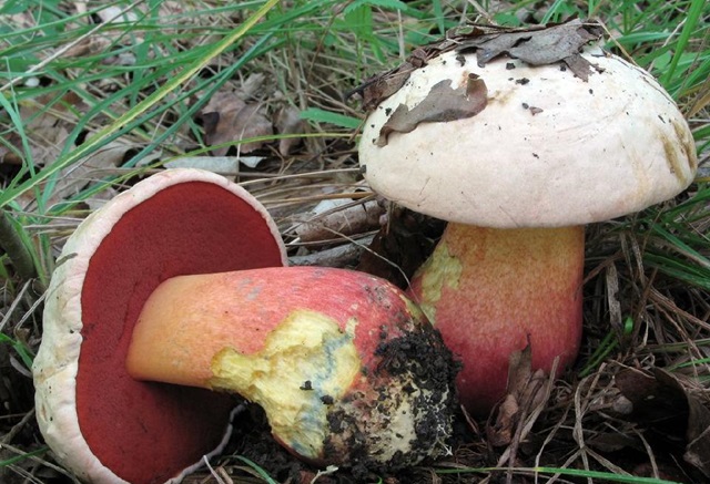 Gljiva ludara - Prepoznavanje gljiva