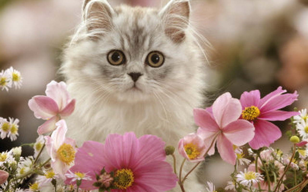 El blog de los gatitos: Gato atento en las flores (N° 73)