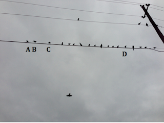 LISD Elementary Math: Birds On A "Number" Line