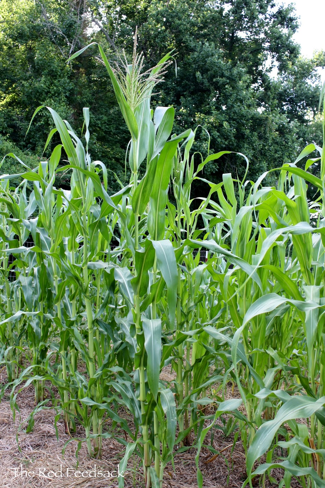 The Red Feedsack: June 2014