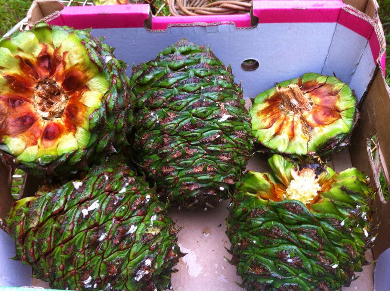 Feed your Inner Cook: Bunya Nuts