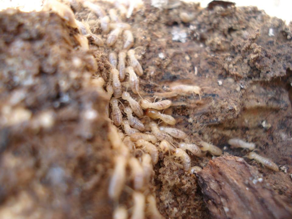 El Blog de Mórdel: ¿Cómo son (como se ven) las termitas?