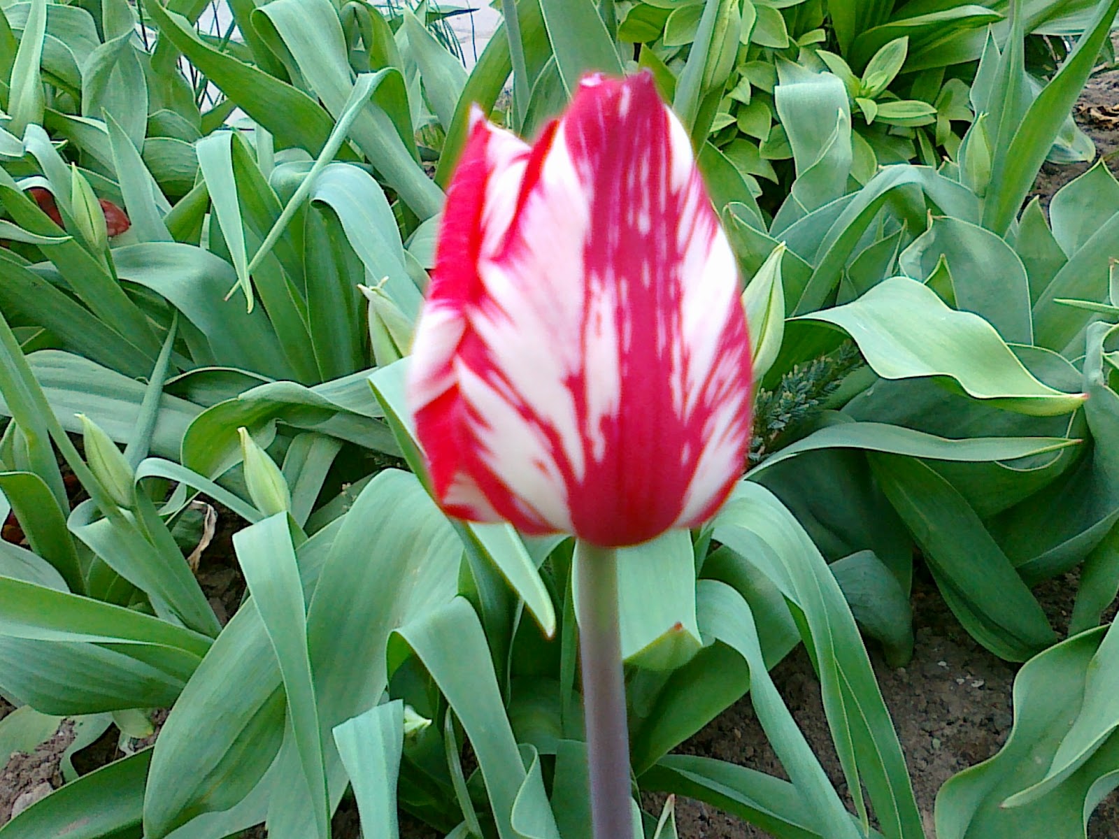 Tea's Garden Stories: Tulbid püsikupeenras