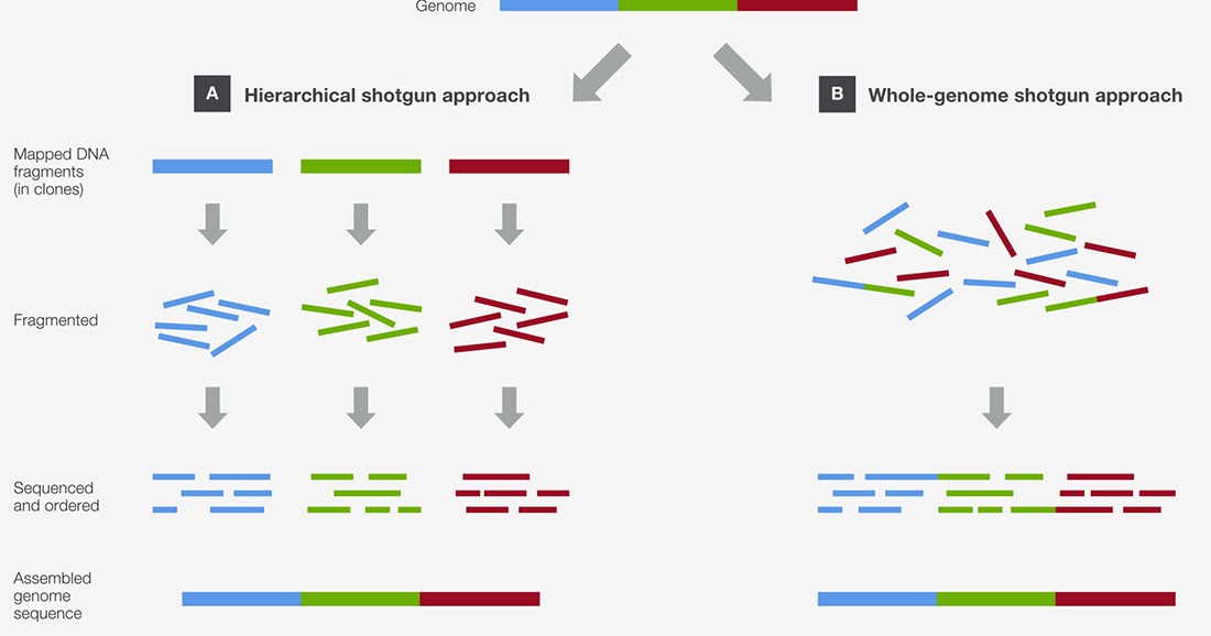 DNA Next generation sequencing | BioEduc