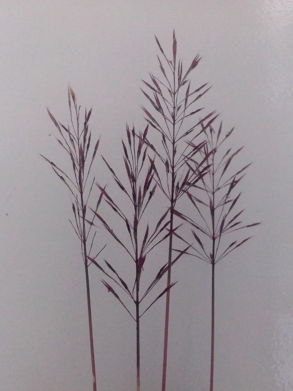 Cari Gambar Bunga Rumput Liar