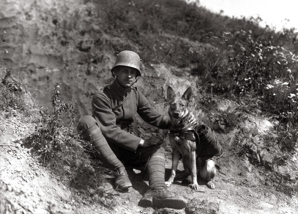 Black and White Pictures of Animals in World War I ~ vintage everyday