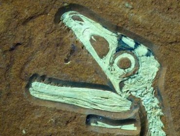 Fosil Dinosaurus 'Unik' Ditemukan di Jerman | Tiga dan dua