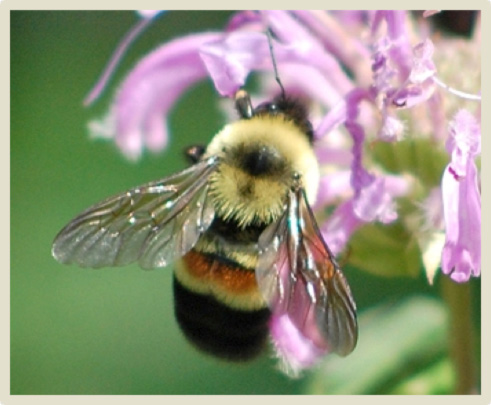 DownWithTyranny!: "Rusty-Patched Bumble Bee" Joins Endangered Species List